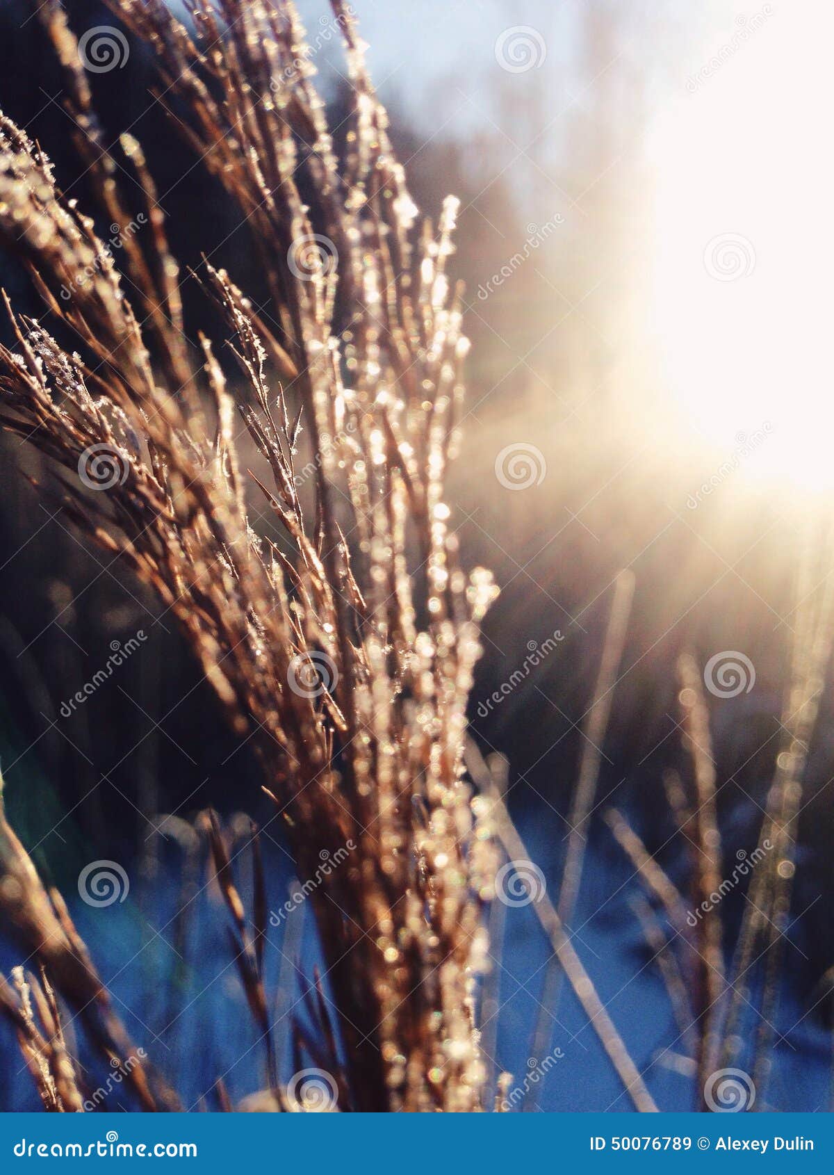 Golden light stock image. Image of beautiful, fields - 50076789
