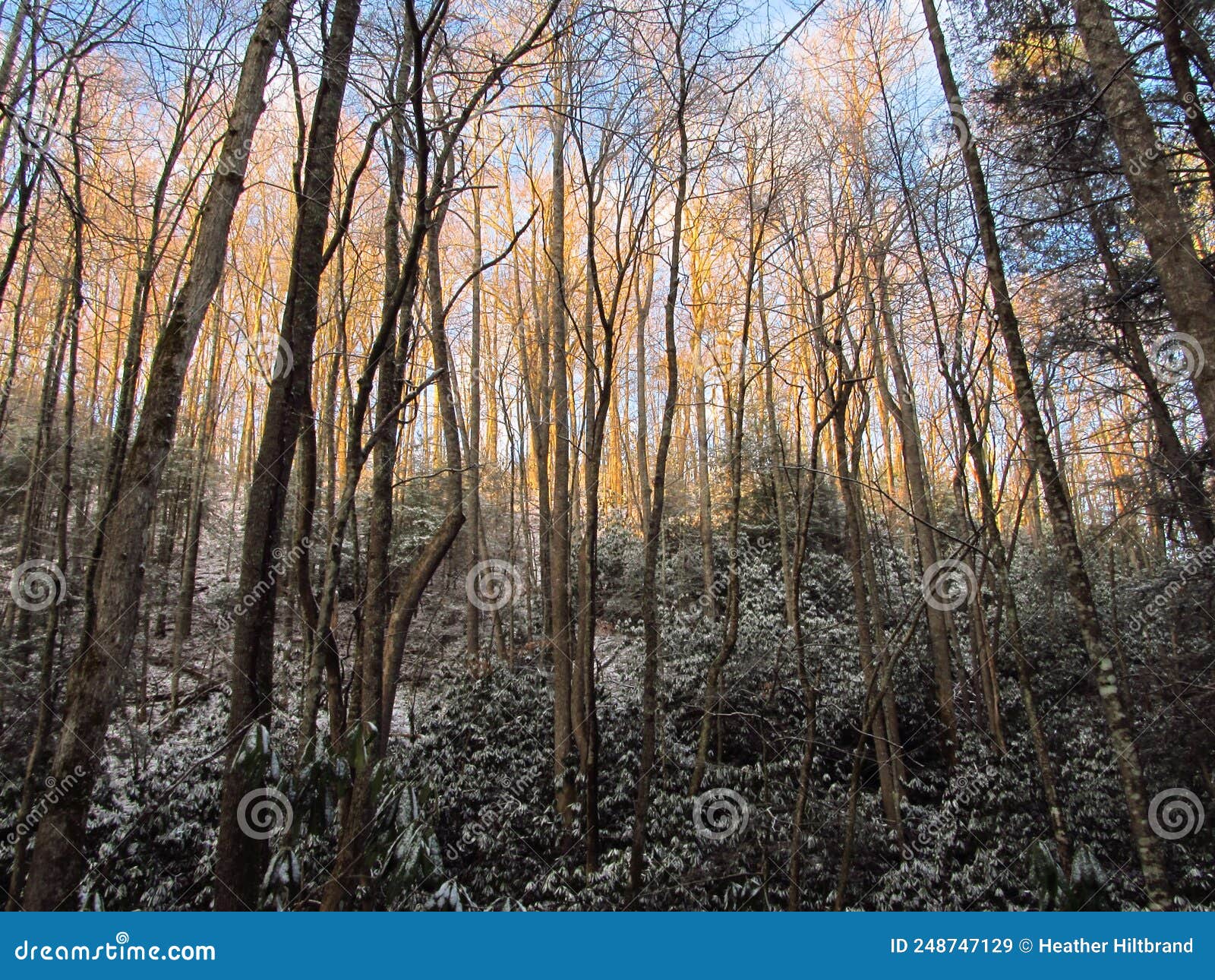 Golden Light and Early Morning Snow2 Stock Image - Image of snow2 ...