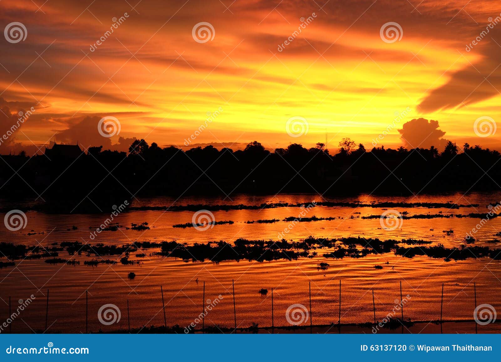 The golden light stock photo. Image of summer, river - 63137120
