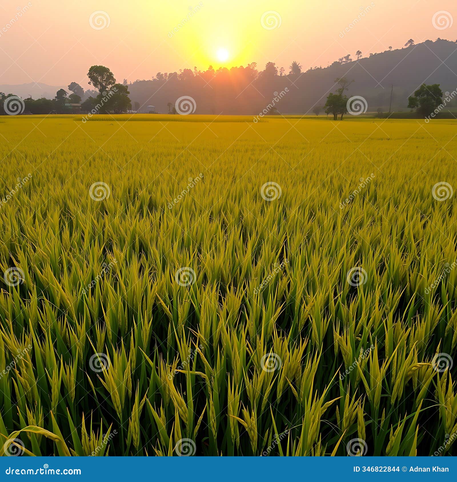 Golden Light on Rice Fields at Dawn Stock Illustration - Illustration ...