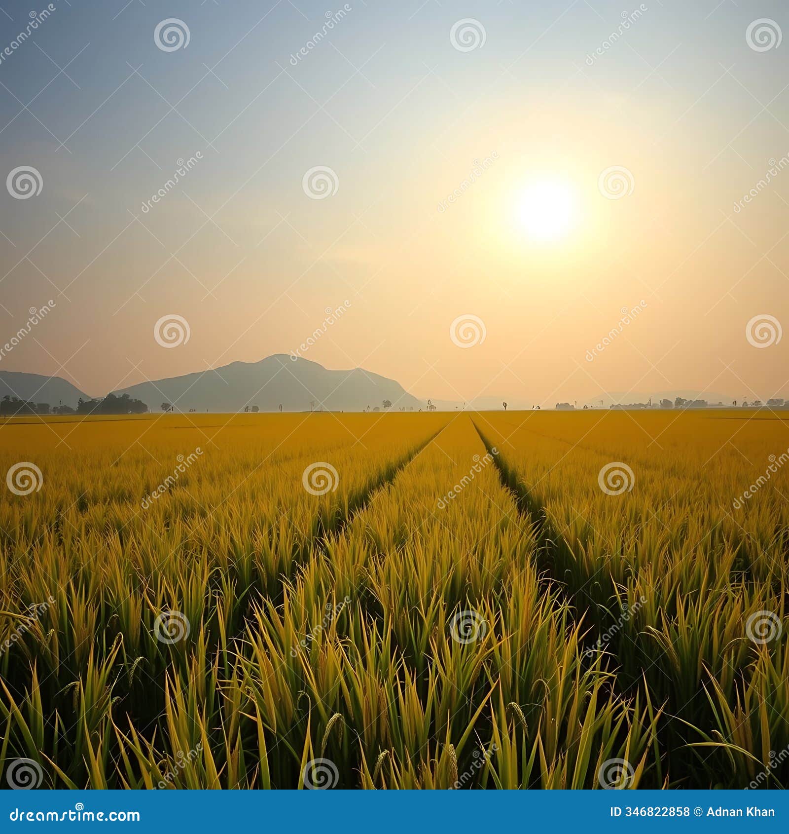 Golden Light on Rice Fields at Dawn Stock Illustration - Illustration ...