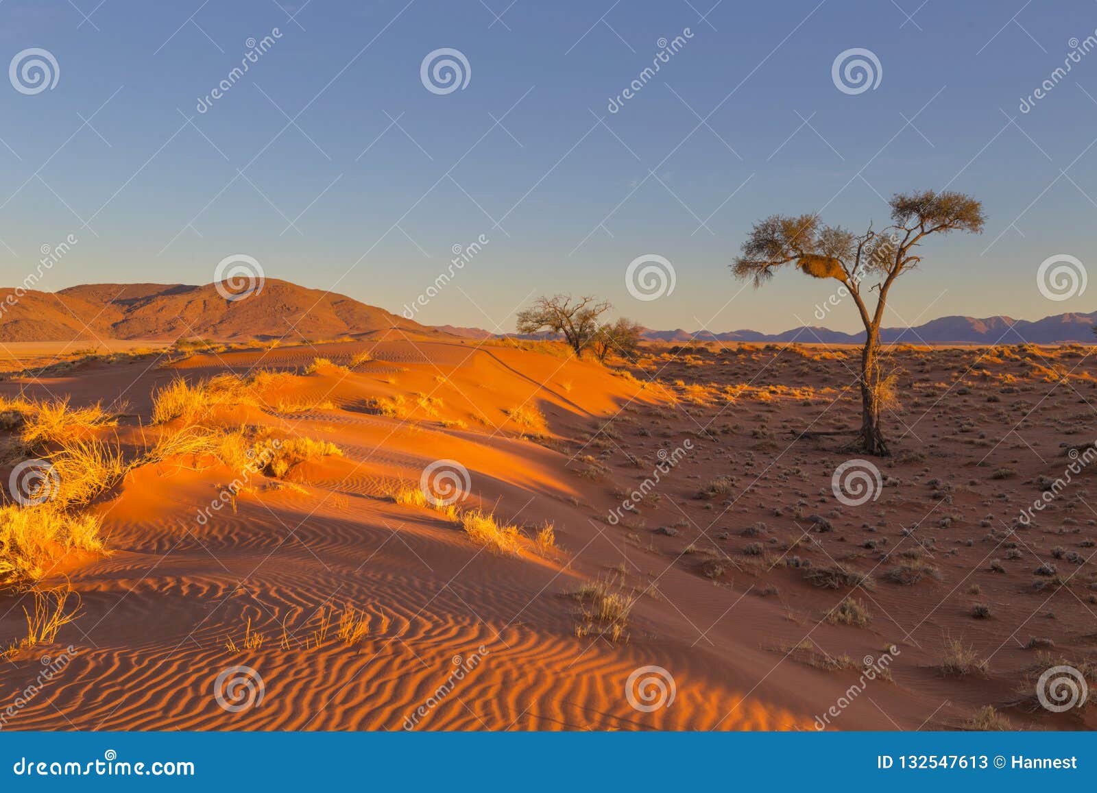 Golden Light at Sunset on the Dune Stock Image - Image of dunes, nature ...