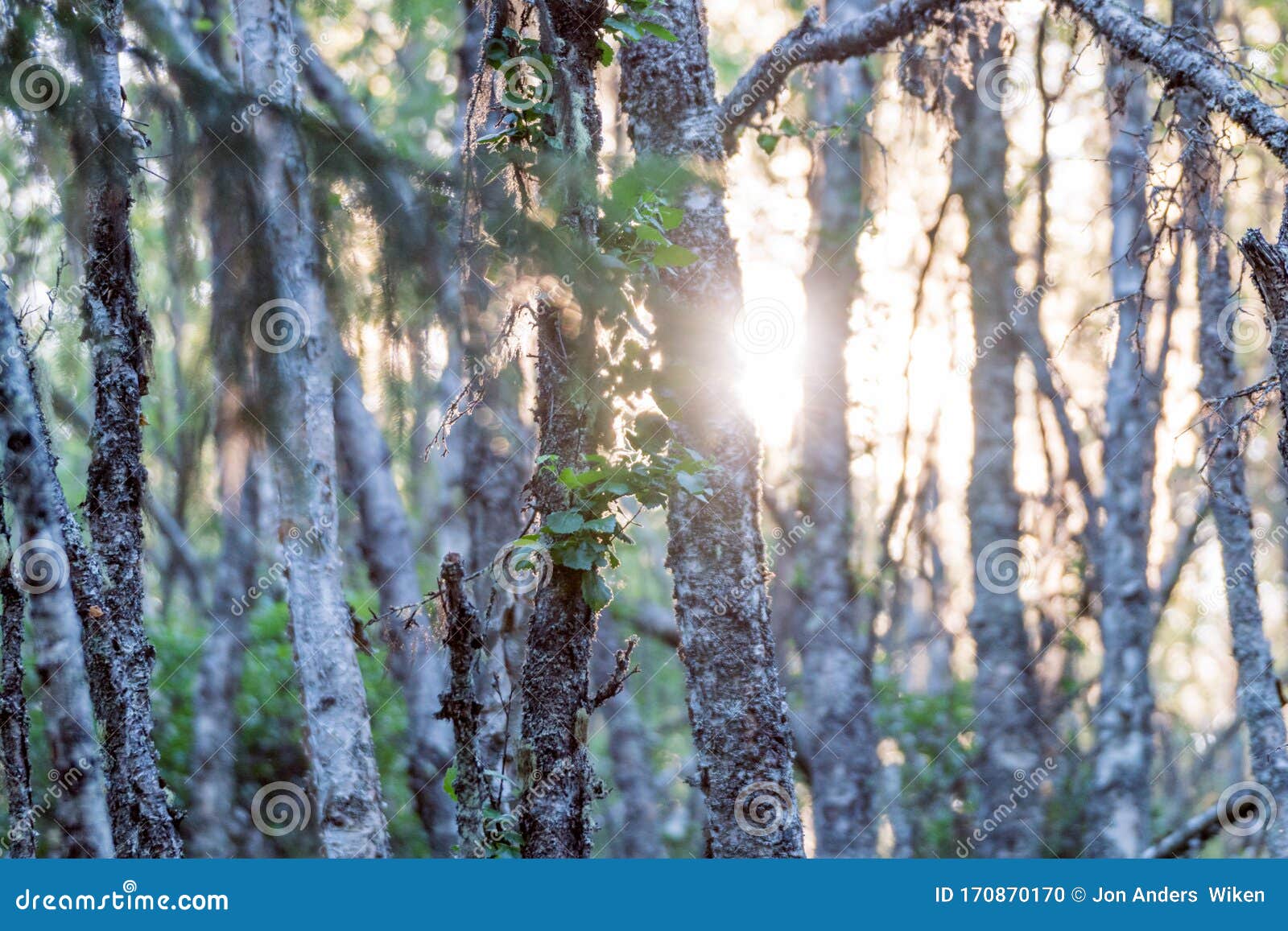 Golden Light during Sunset Hours in Forest, Abstract Photography. Bokeh ...
