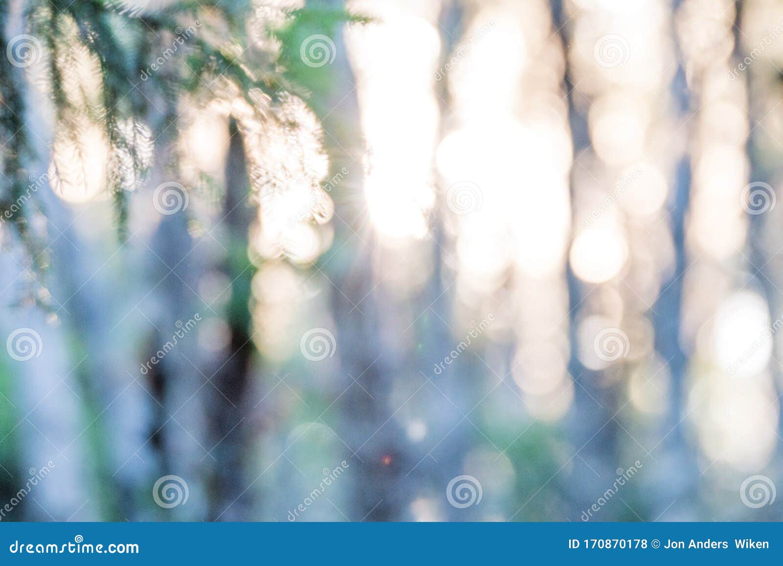 Golden Light during Sunset Hours in Forest, Abstract Photography. Bokeh ...