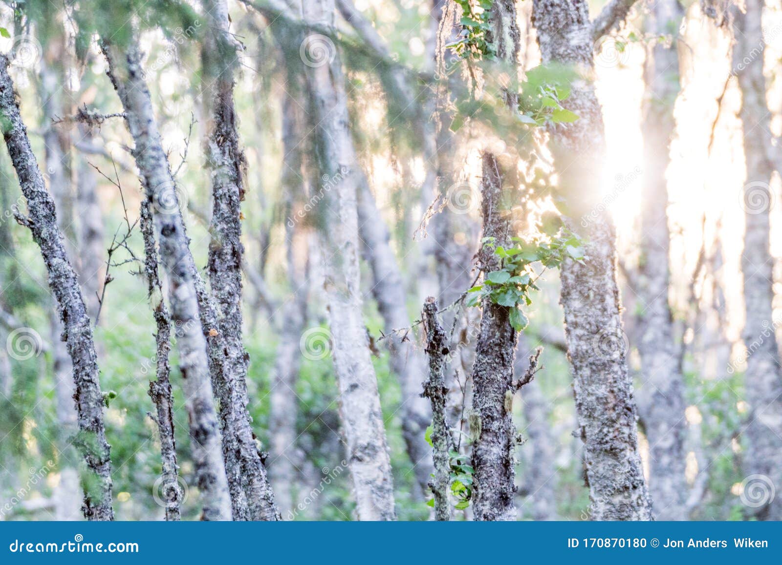 Golden Light during Sunset Hours in Forest, Abstract Photography. Bokeh ...