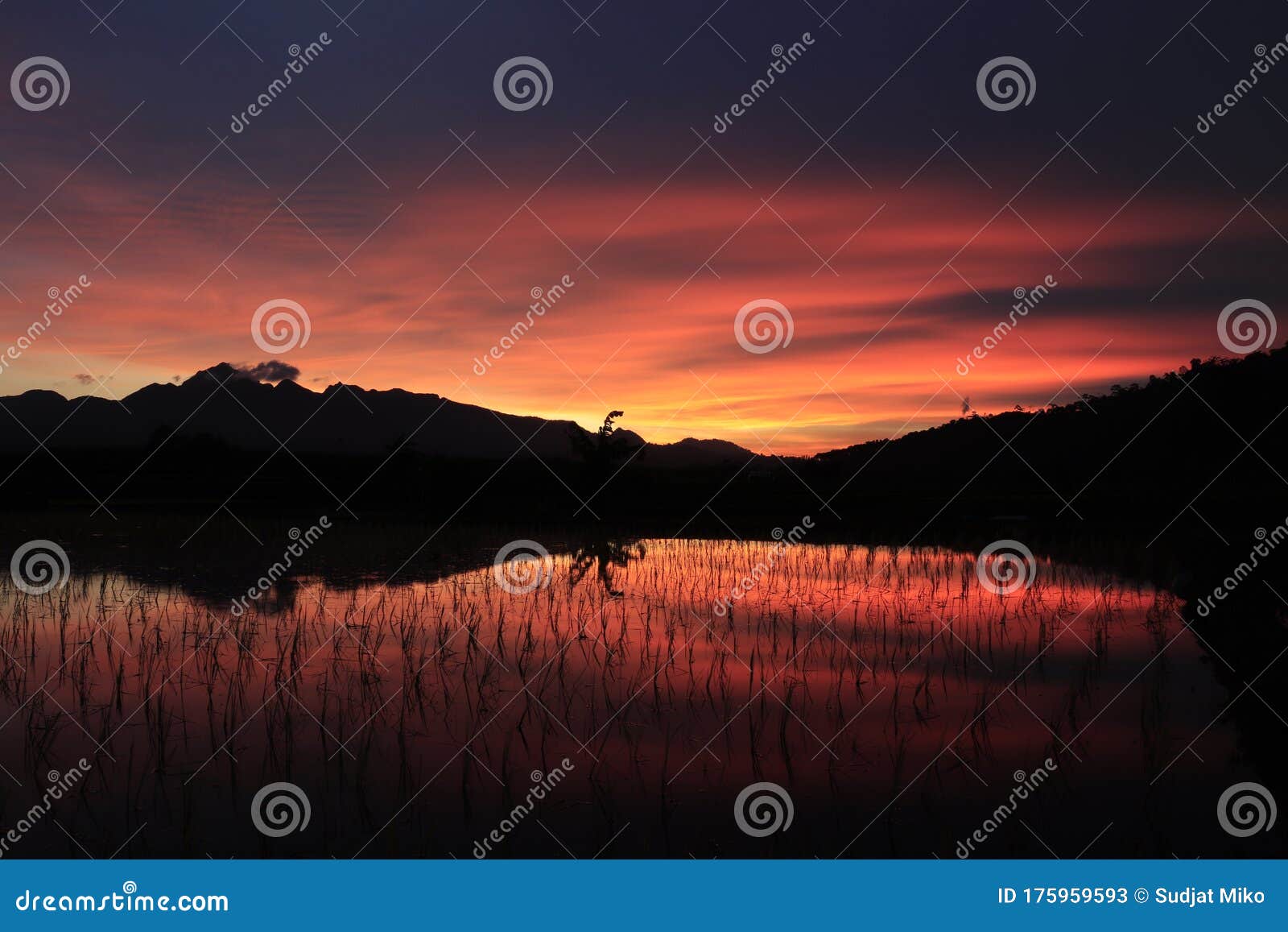 Golden Light at Sunset. Natural Scenery at Dusk. Stock Image - Image of ...