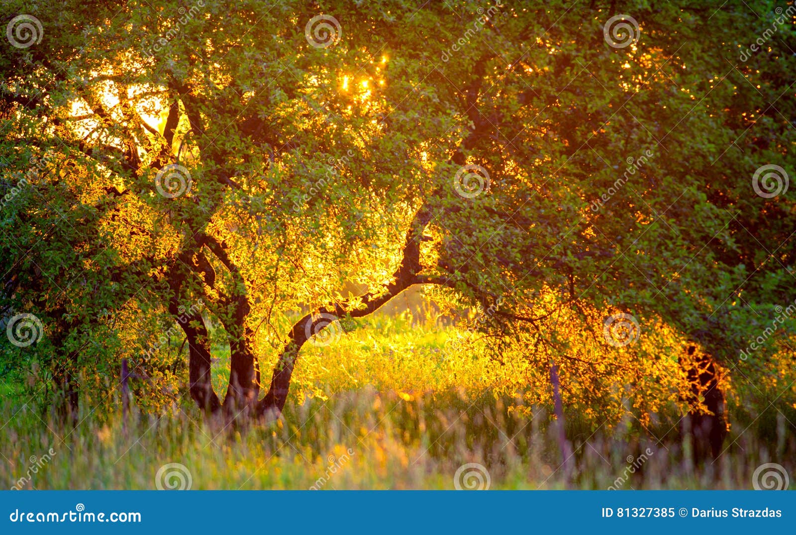 Golden Light Sunset and Tree Stock Image - Image of shine, dawn: 81327385