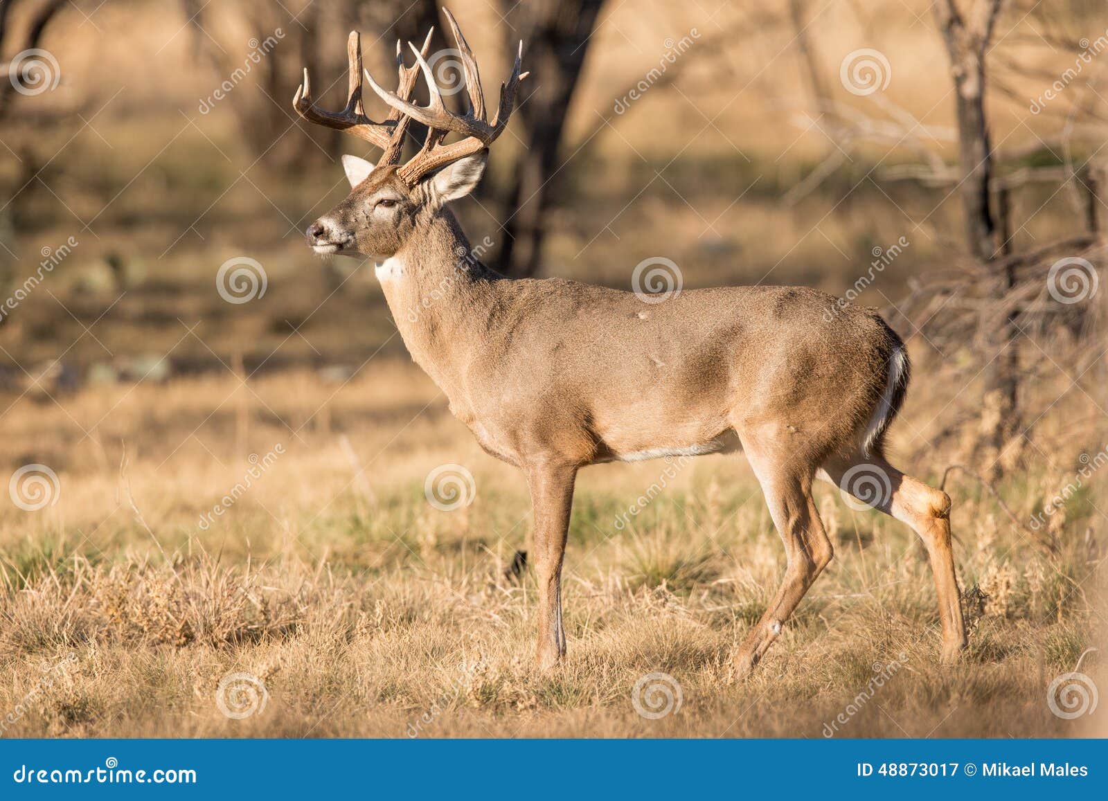 Golden Light on a Whitetail Buck Stock Image - Image of prairie ...