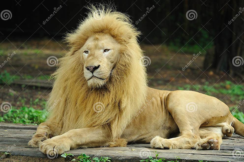 Golden Lion stock photo. Image of seriousness, serious - 16778462