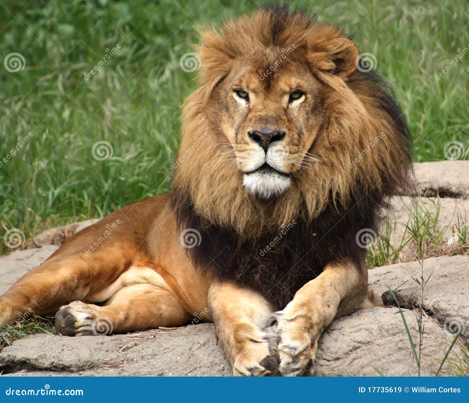 Golden Lion stock image. Image of dominant, lion, fierce - 17735619