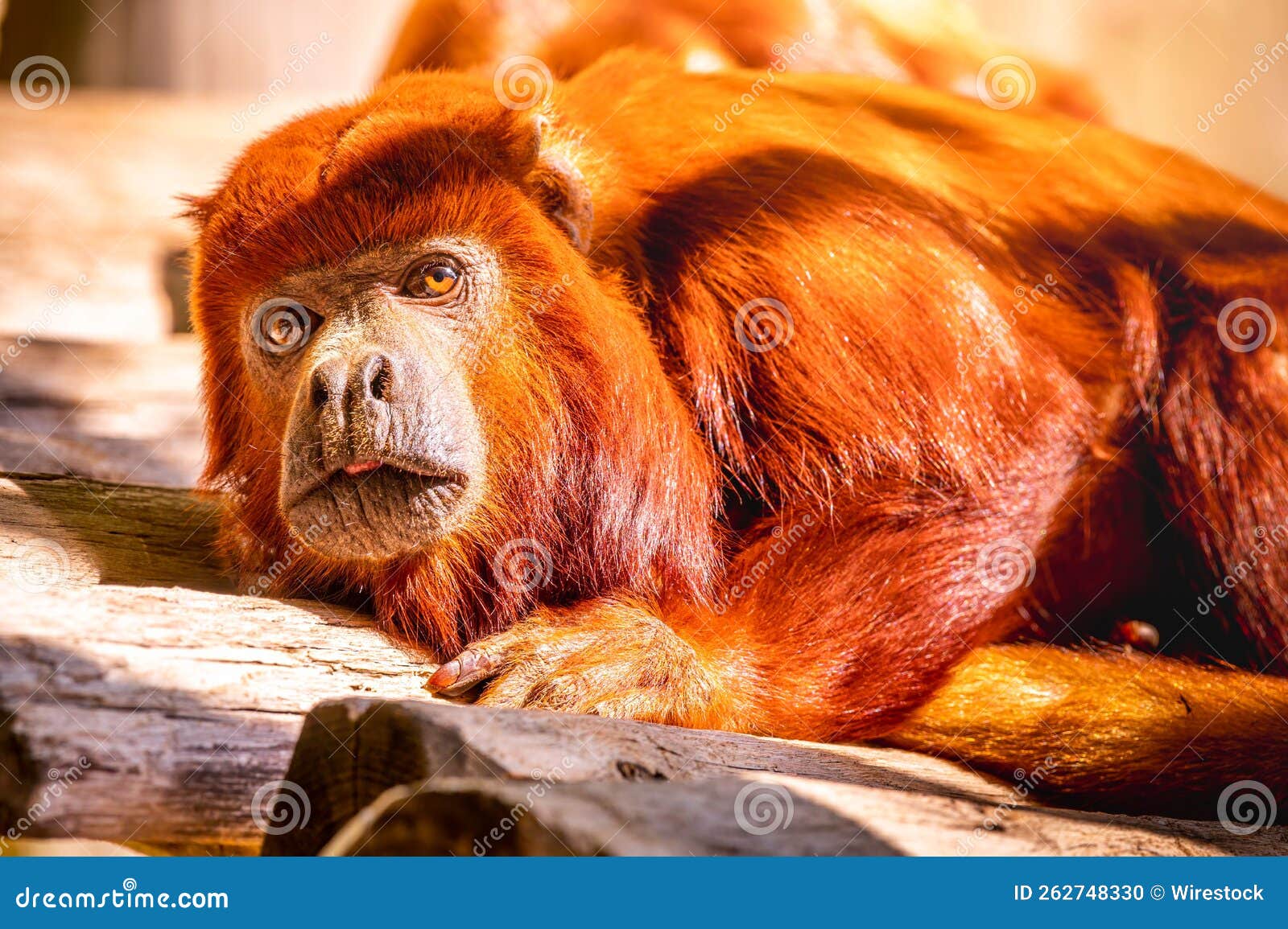 Golden Lion Monkey Laying in a Forest Stock Photo - Image of fauna ...