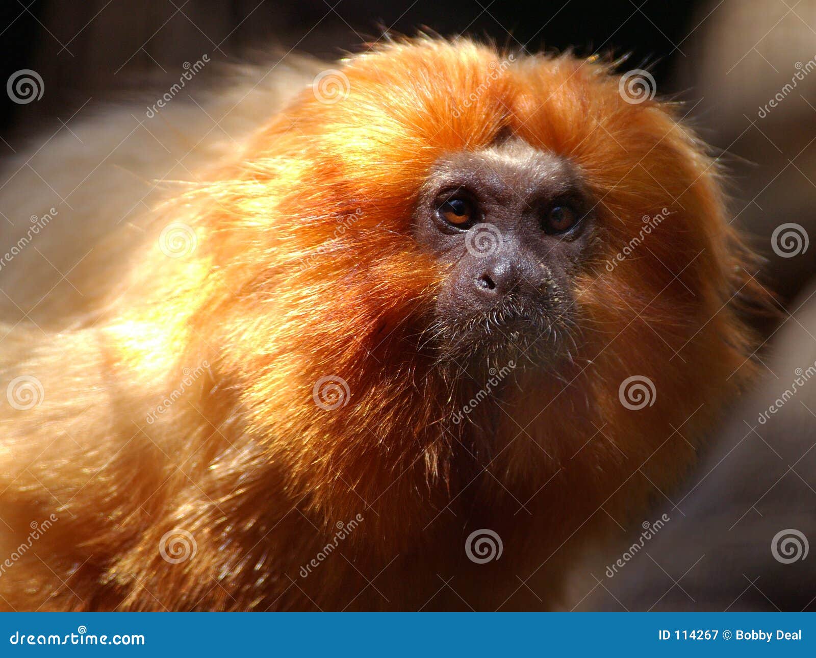 Golden Lion Tamarin stock image. Image of lion, primate - 114267