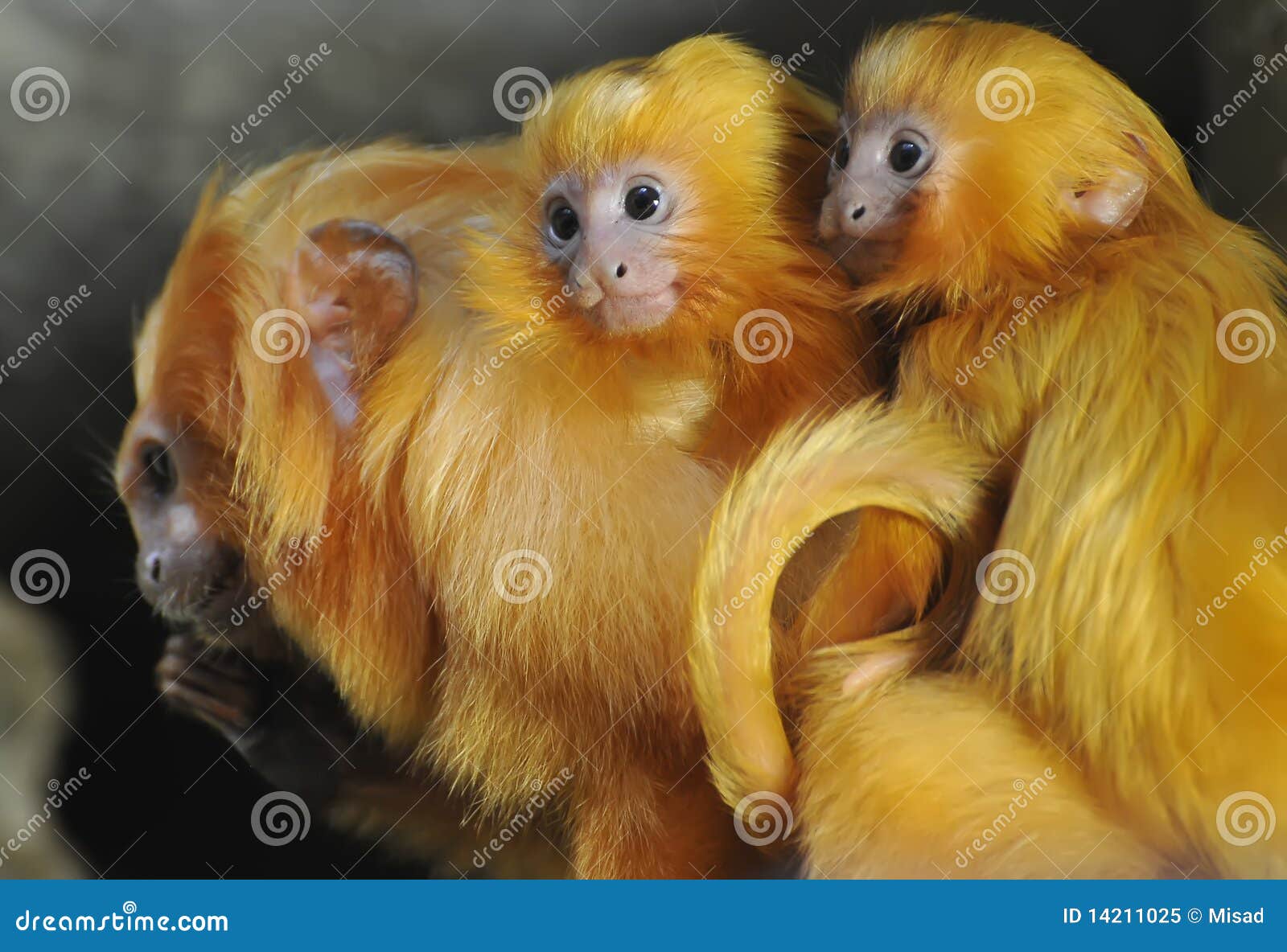 Baby Golden Lion Tamarin