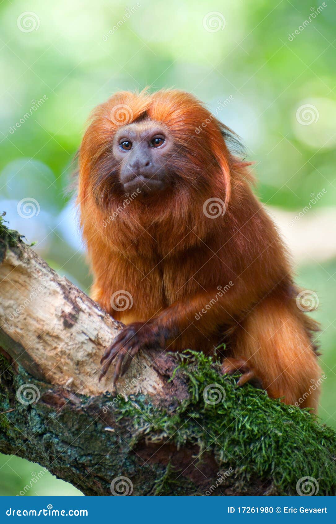 Golden lion tamarin stock photo. Image of cute, monkey - 17261980
