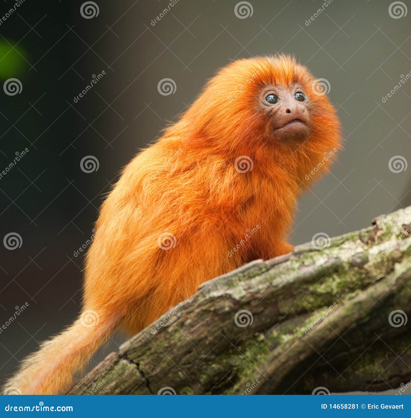 Golden lion tamarin baby stock image. Image of baby, tiny - 14658281