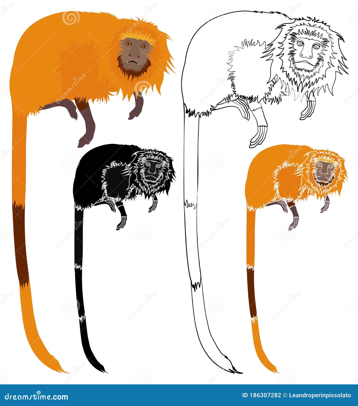 Golden Lion Tamarin Front View Stock Vector - Illustration of design ...