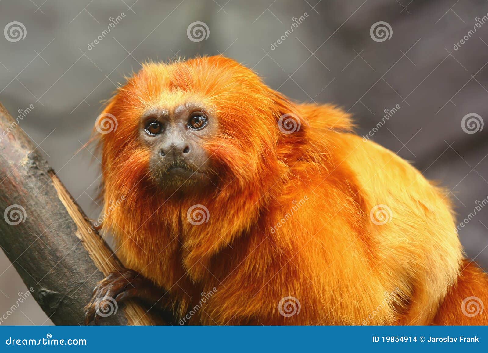Golden Lion Tamarin monkey stock photo. Image of group - 19854914