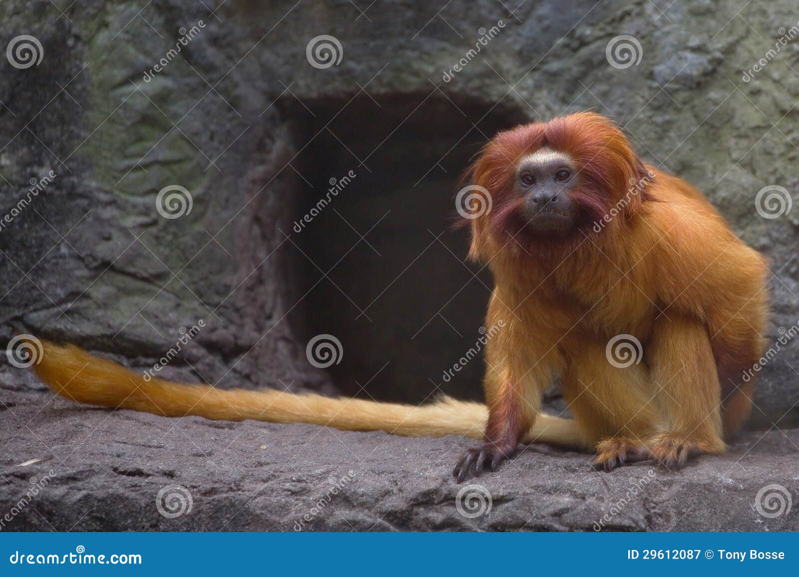 Golden Lion Tamarin Monkey stock image. Image of golden - 29612087