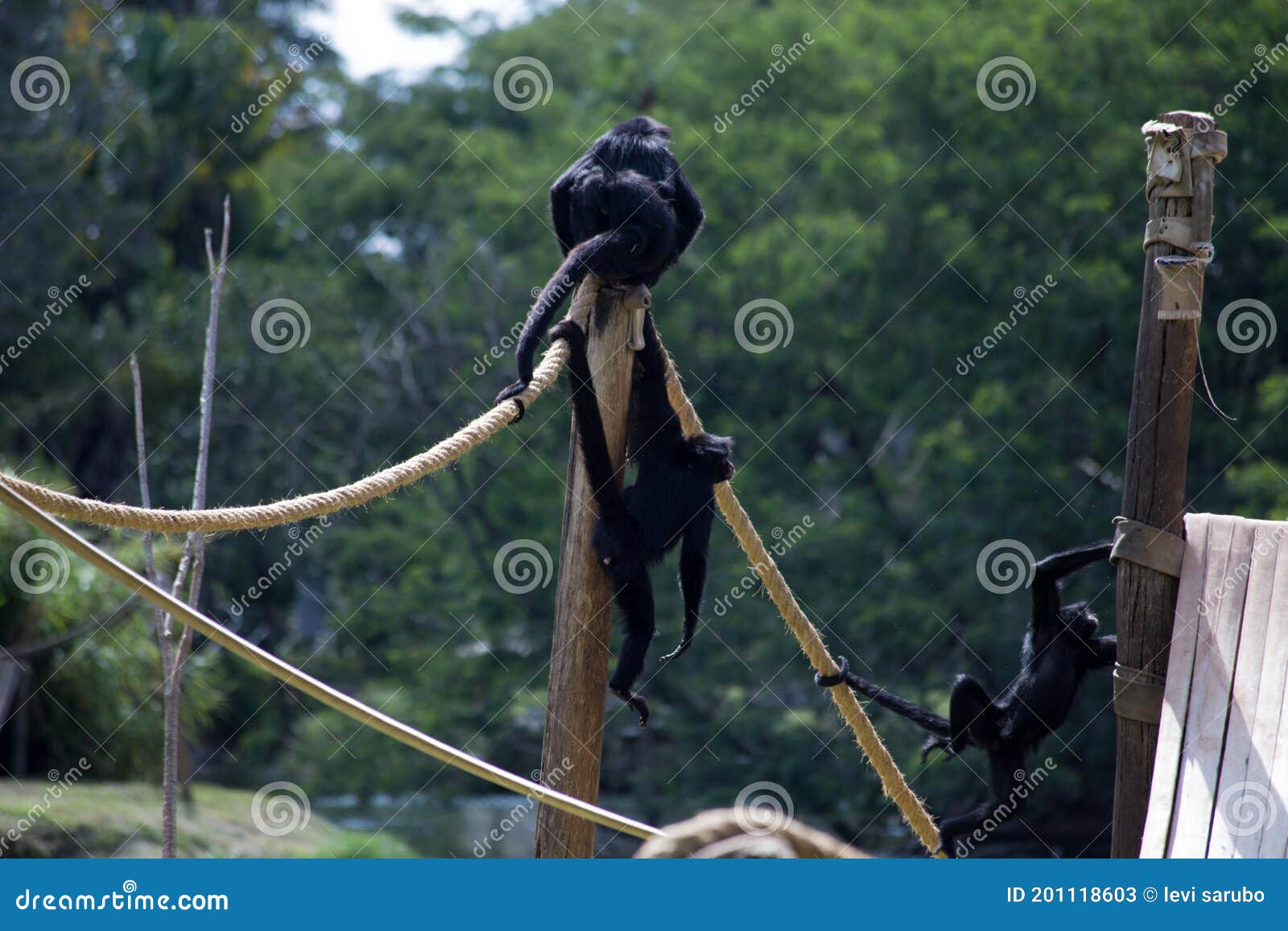Golden Lion Tamarin Monkey. and Group of Capuchin Monkeys Stock Image ...