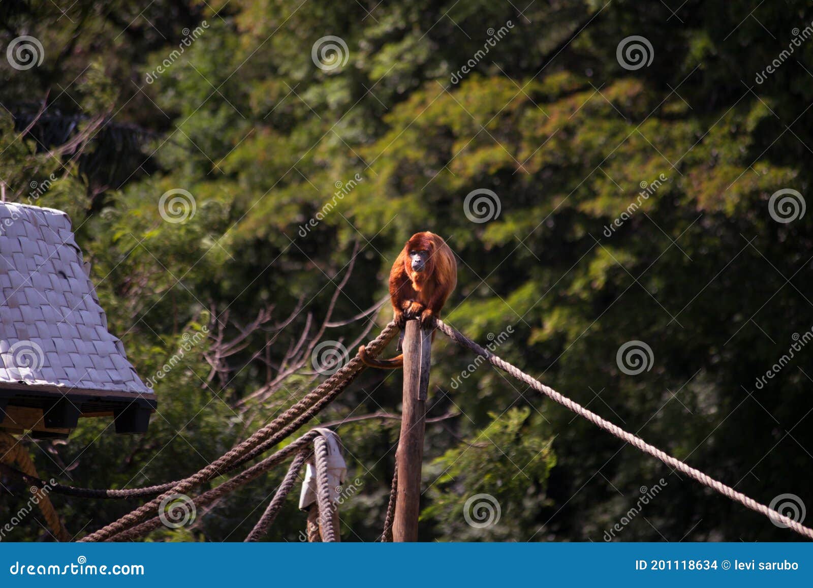 Golden Lion Tamarin Monkey. and Group of Capuchin Monkeys Stock Photo ...