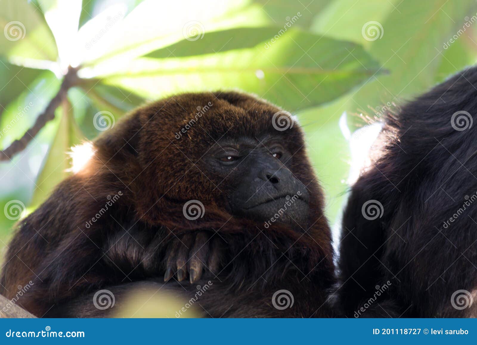 Golden Lion Tamarin Monkey. and Group of Capuchin Monkeys Stock Image ...