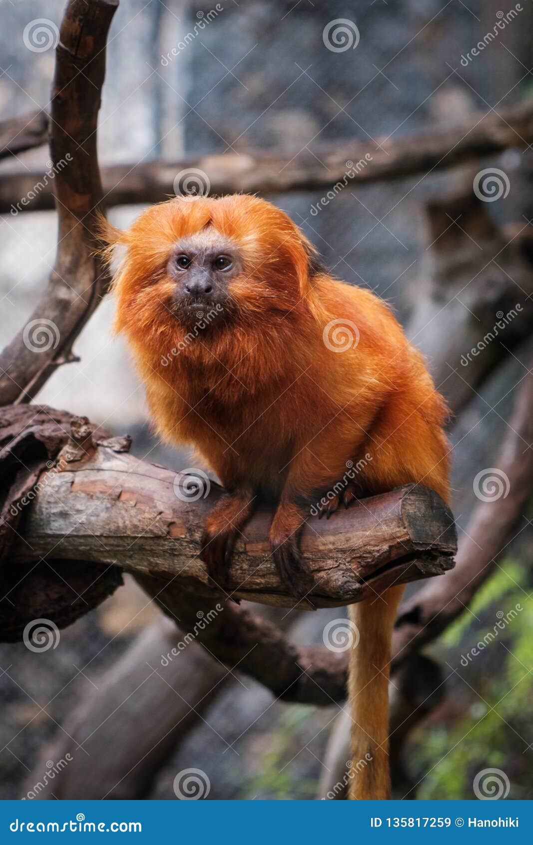 Golden Lion Tamarin Monkey - Golden Marmoset Stock Image - Image of ...
