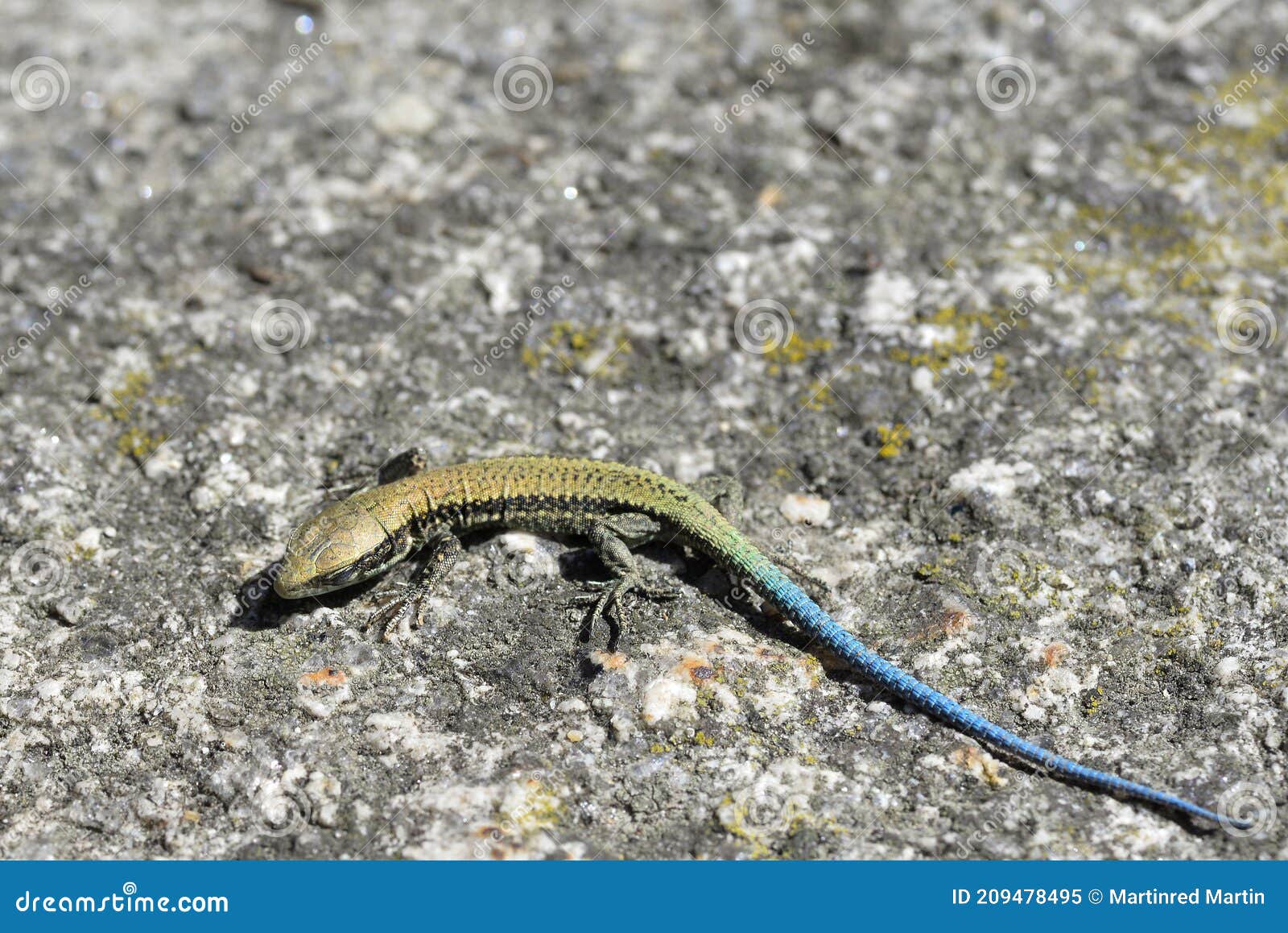 Golden Lizard with Blue Tail Sunbathing Stock Image - Image of creature ...