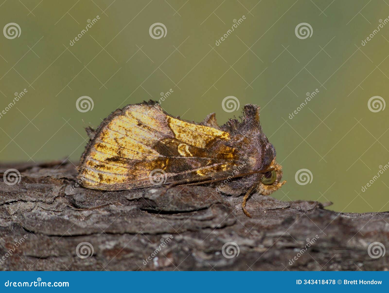 Golden Looper Moth Argyrogramma Verruca on Tree Bark. Stock Photo ...