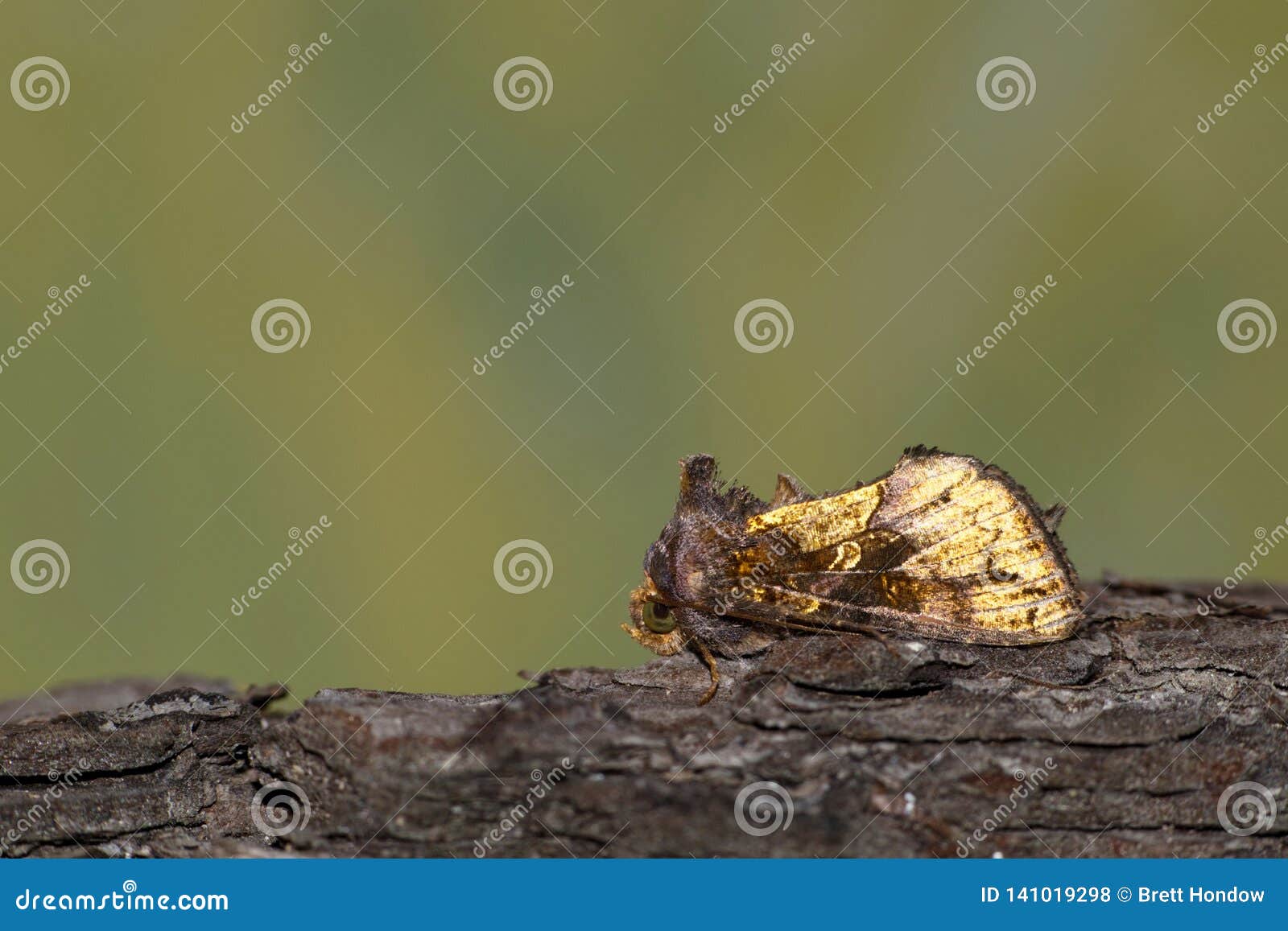 Golden Looper Moth Side View. Stock Photo - Image of animal, detail ...