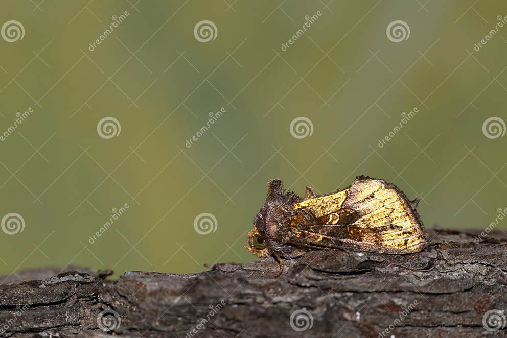 Golden Looper Moth Side View. Stock Photo - Image of animal, detail ...