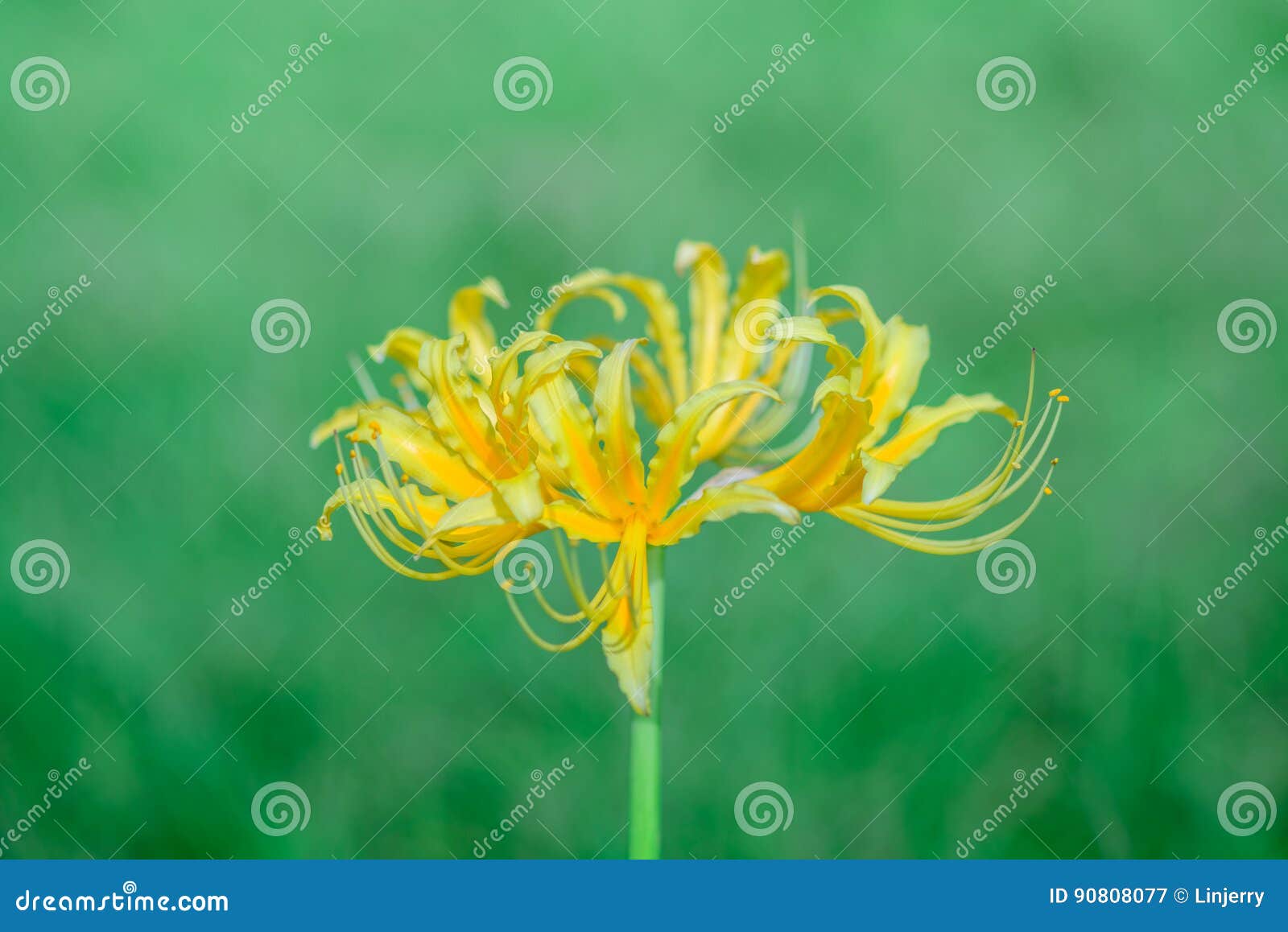 Golden Lycoris flowers stock image. Image of gorgeous - 90808077