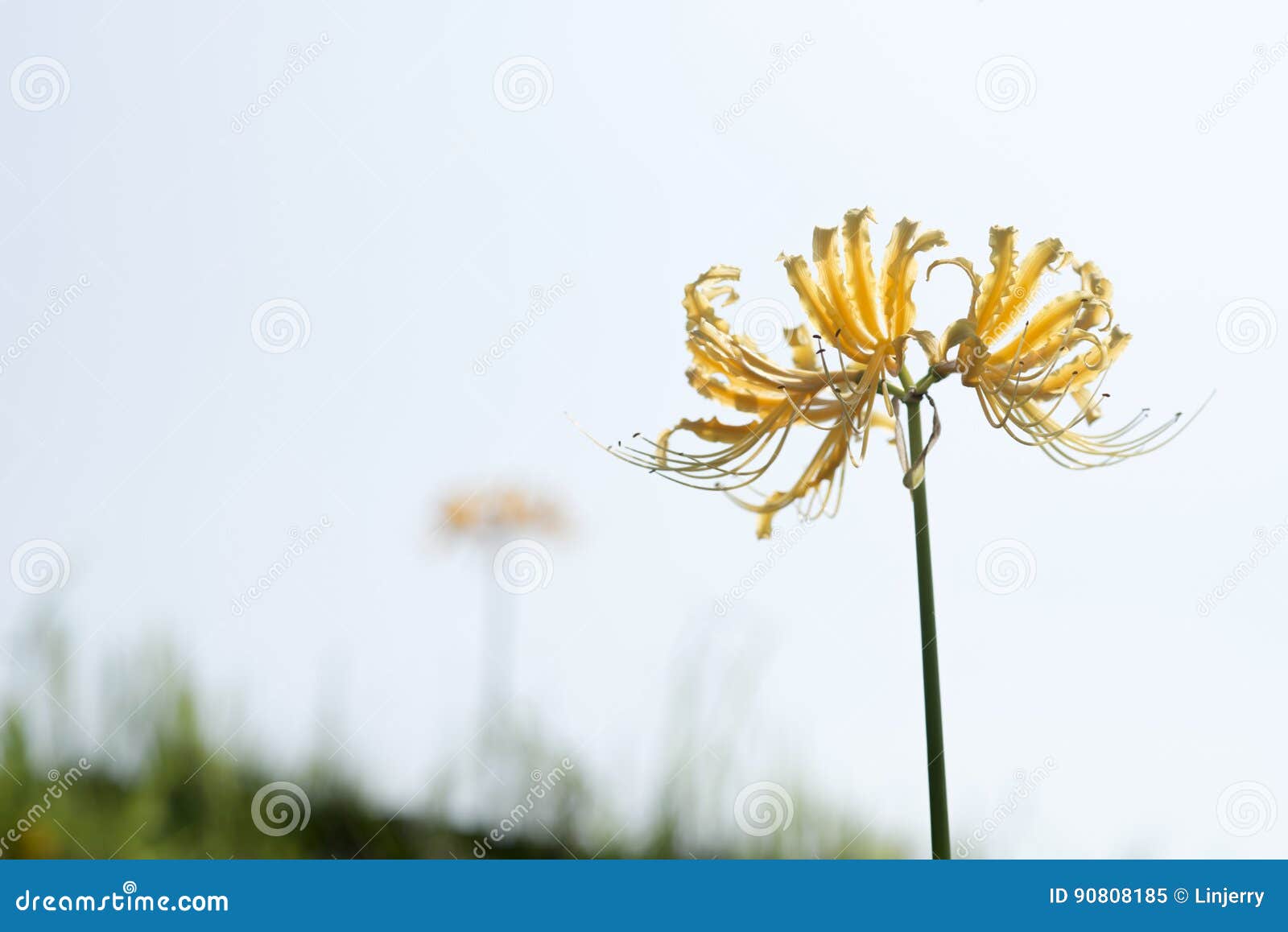 Golden Lycoris flowers stock image. Image of environment - 90808185