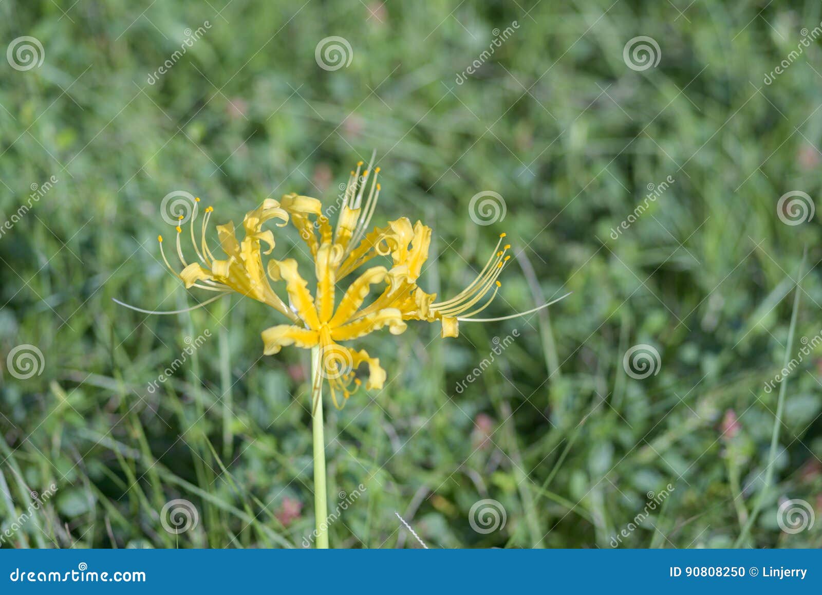 Golden Lycoris flowers stock photo. Image of botany, gorgeous - 90808250