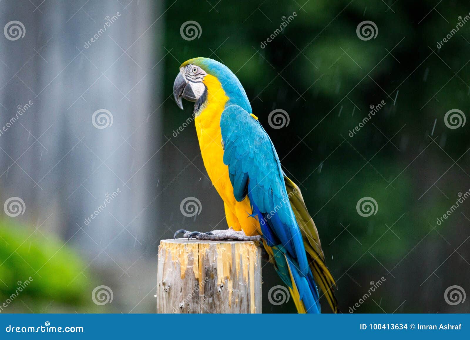 Golden Macaw stock photo. Image of closeup, jungle, scarlet - 100413634