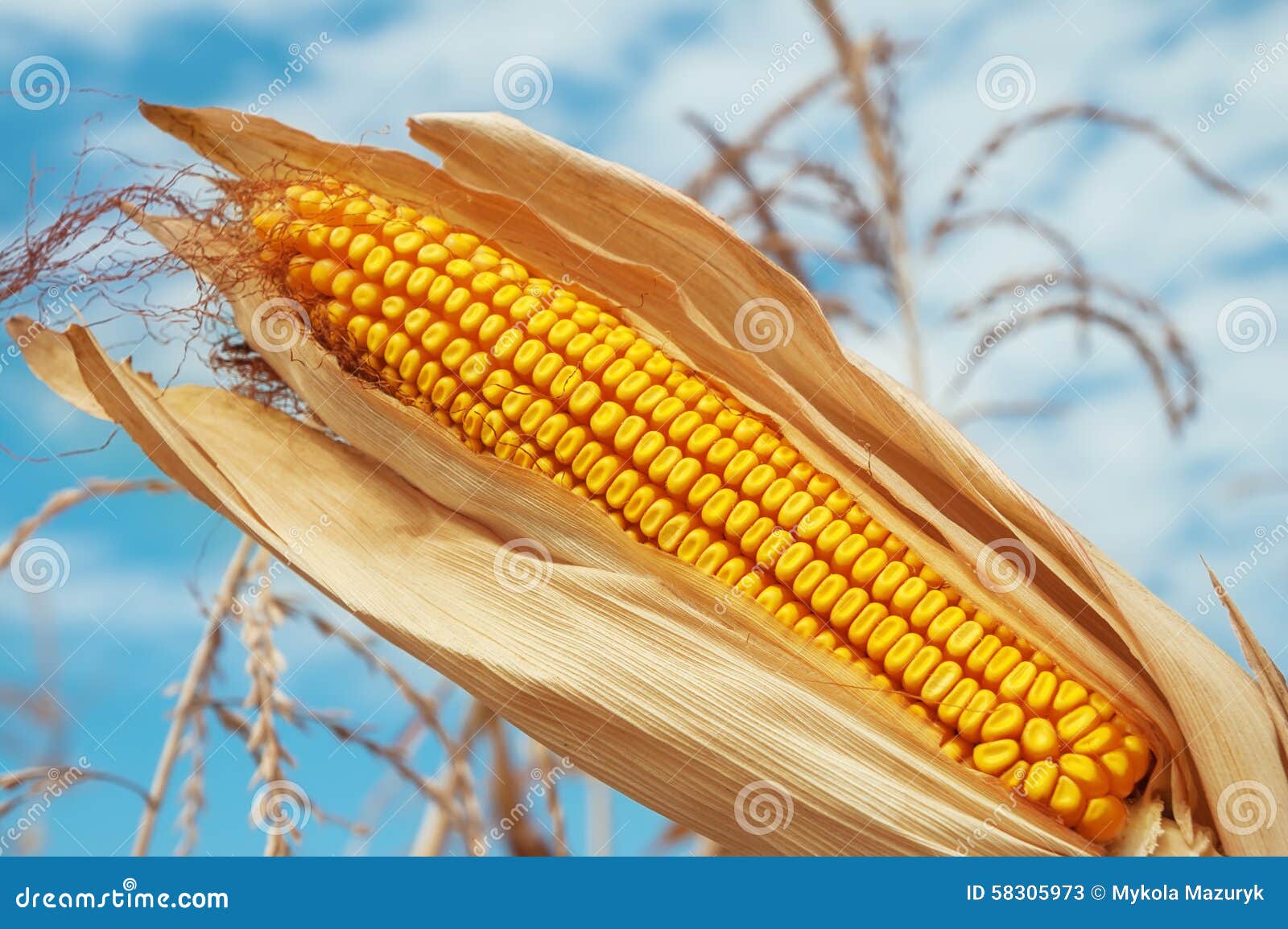 Golden maize on field stock image. Image of autumn, nutrition - 58305973