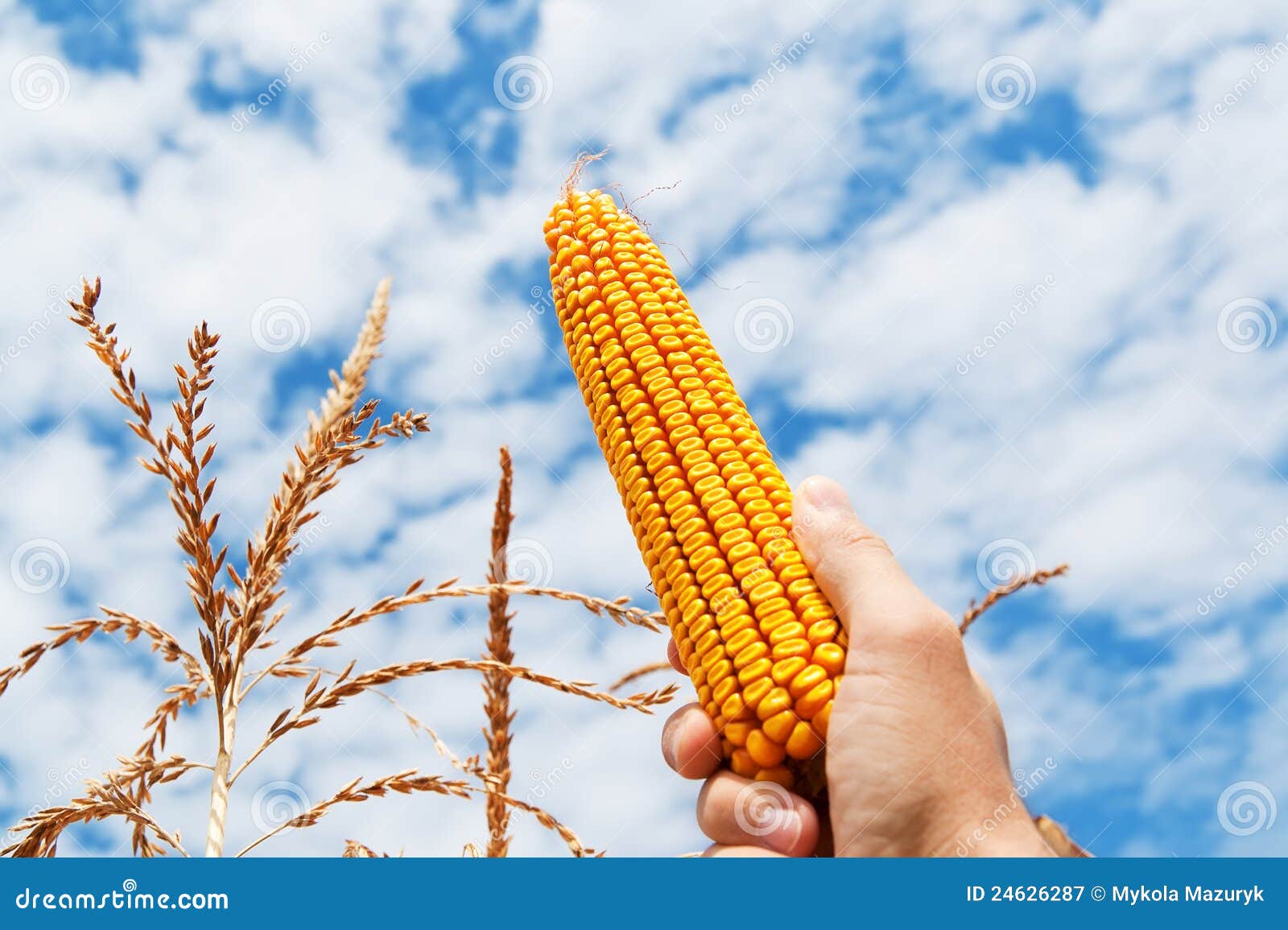 Golden maize in hand stock image. Image of green, grain - 24626287