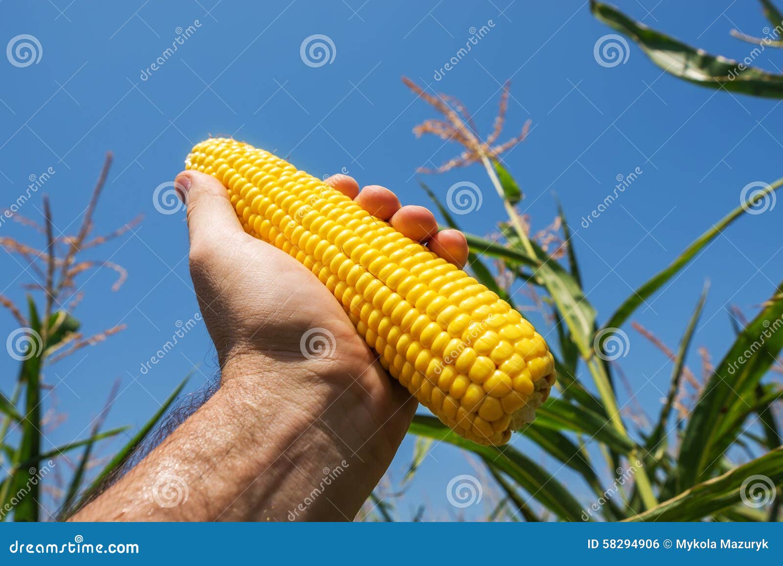 Golden maize in hand stock photo. Image of hand, food - 58294906