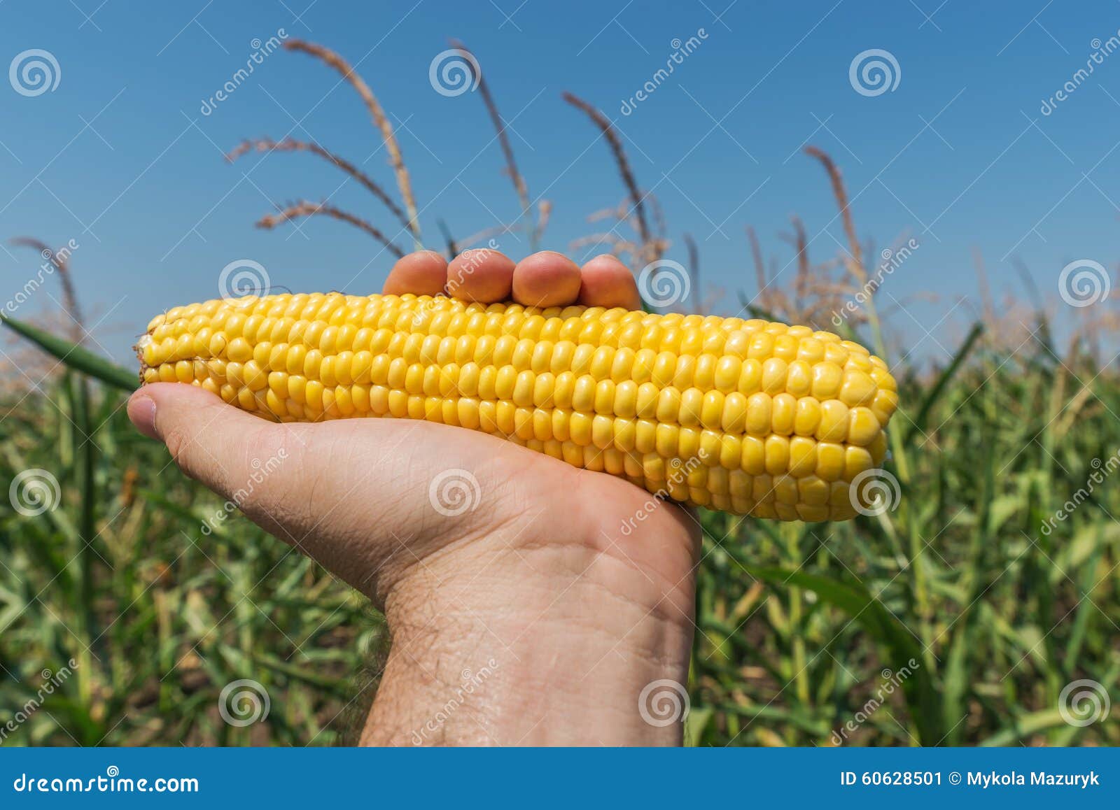 Golden Maize in Hand Over Field Stock Image - Image of cultivated ...