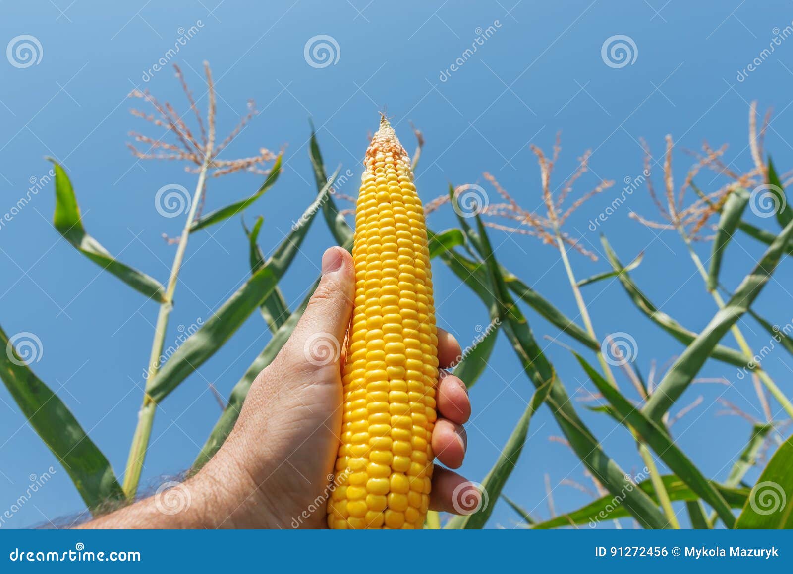 Golden Maize in Hand Over Field Stock Photo - Image of organic, farmer ...
