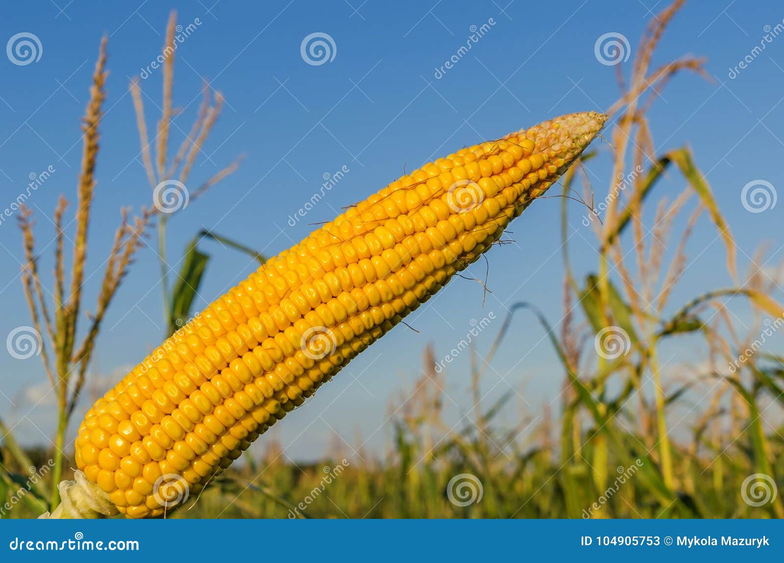 Golden maize over field stock image. Image of golden - 104905753