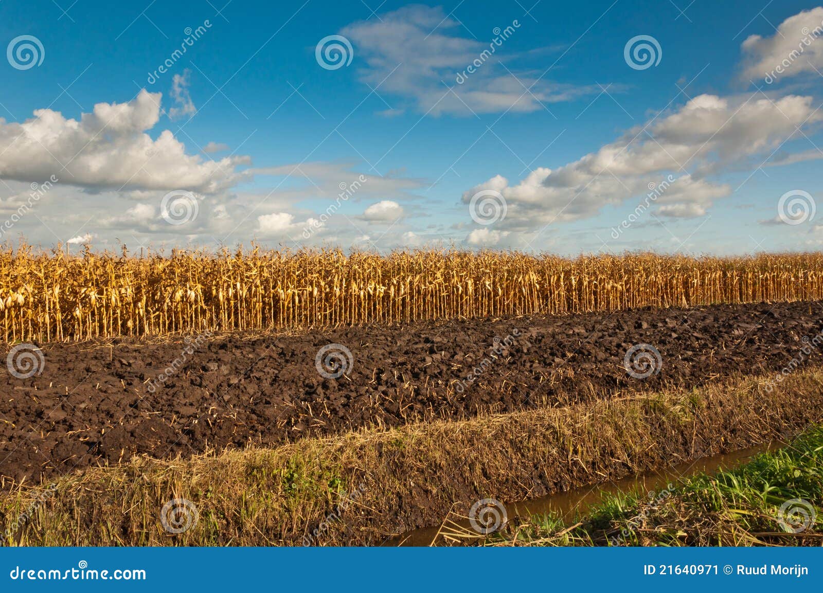 Golden Maize Ready for Harvesting Stock Image - Image of farming ...