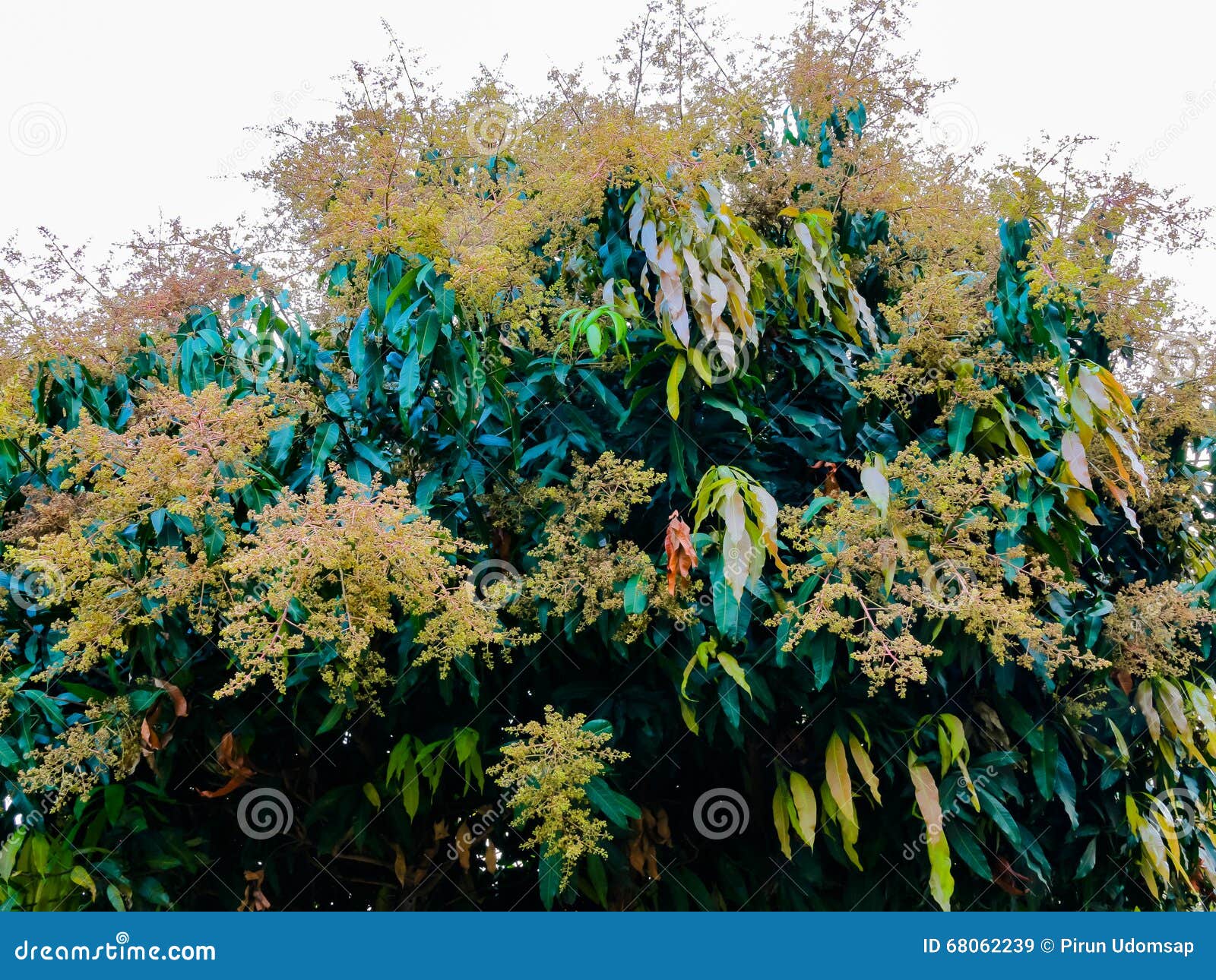 The golden mango flower. stock image. Image of fruit - 68062239