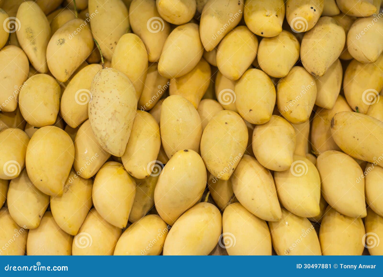 Golden Mango stock image. Image of season, food, juicy - 30497881