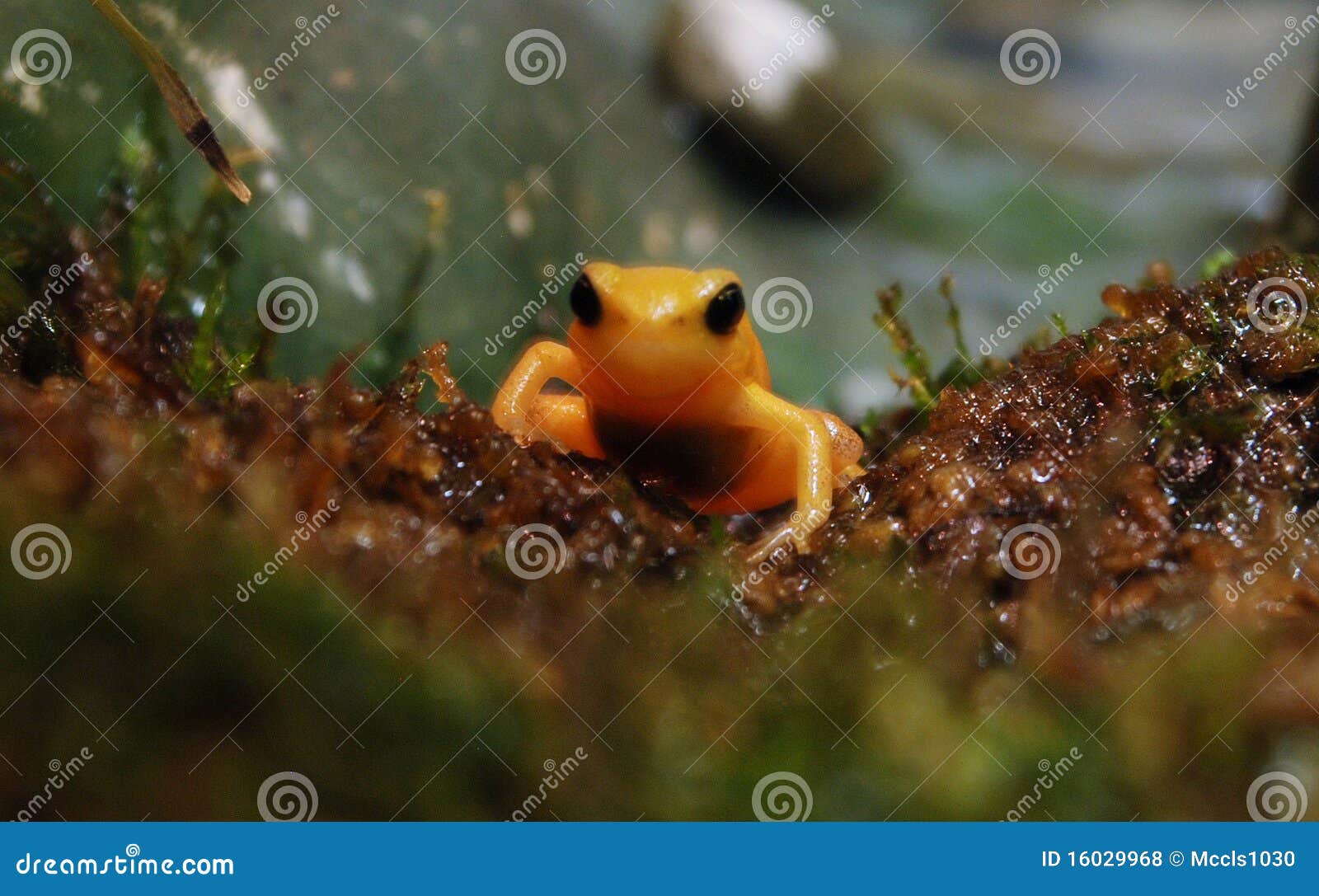 Golden Mantella Frog stock photo. Image of animal, mantella - 16029968