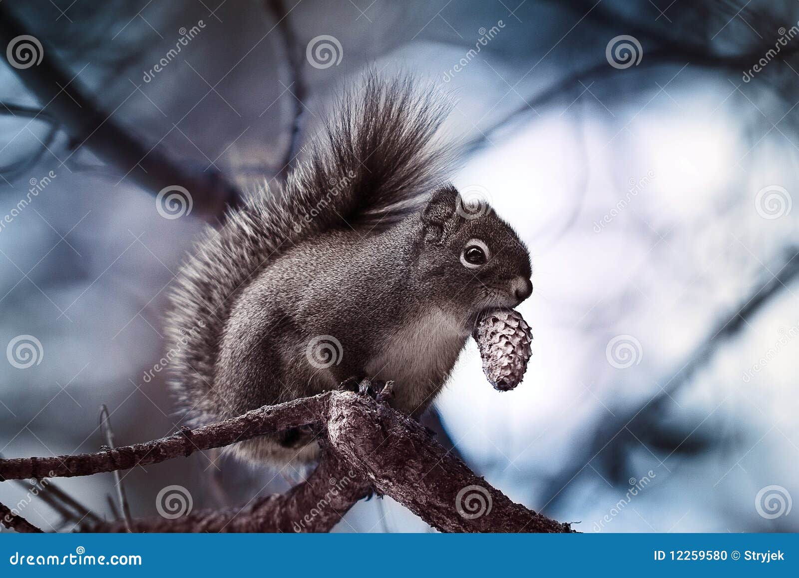 Golden-Mantled Ground Squirrel Callospermophilus Lateralis Perched On A ...