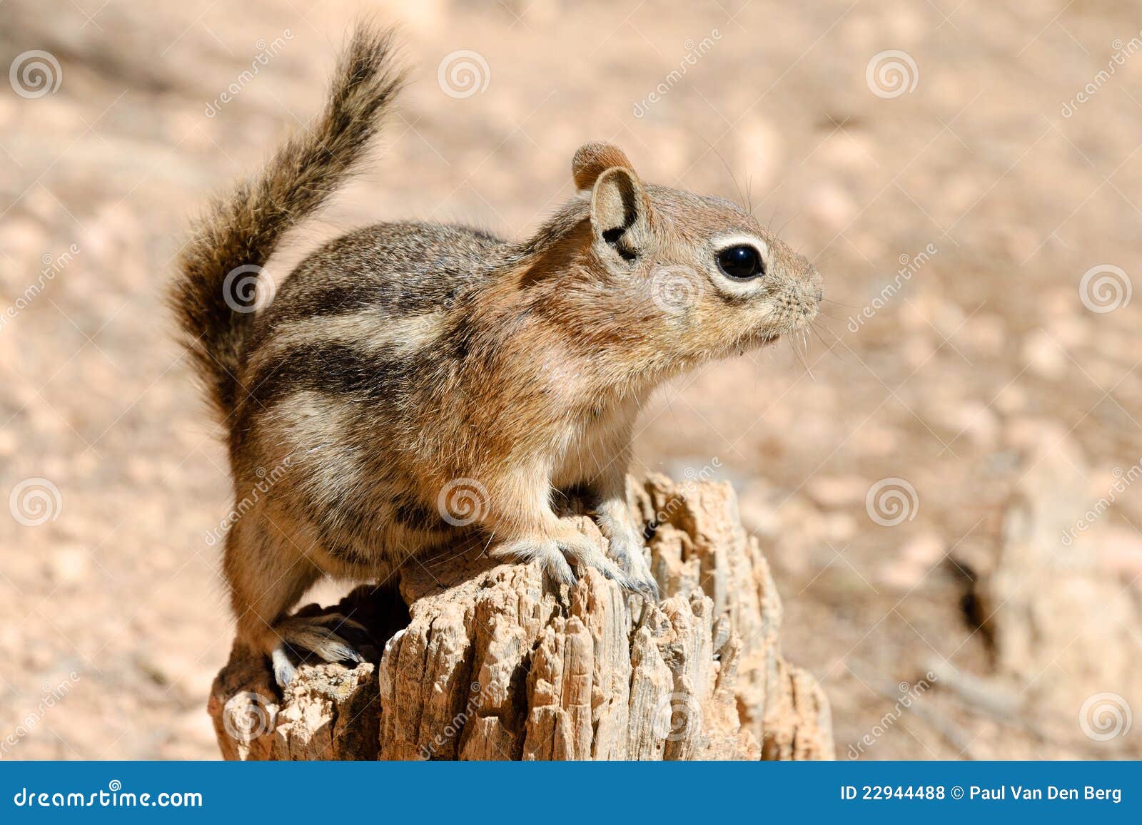 Golden-mantled Ground Squirrel Stock Photo - Image of mammal, utah ...