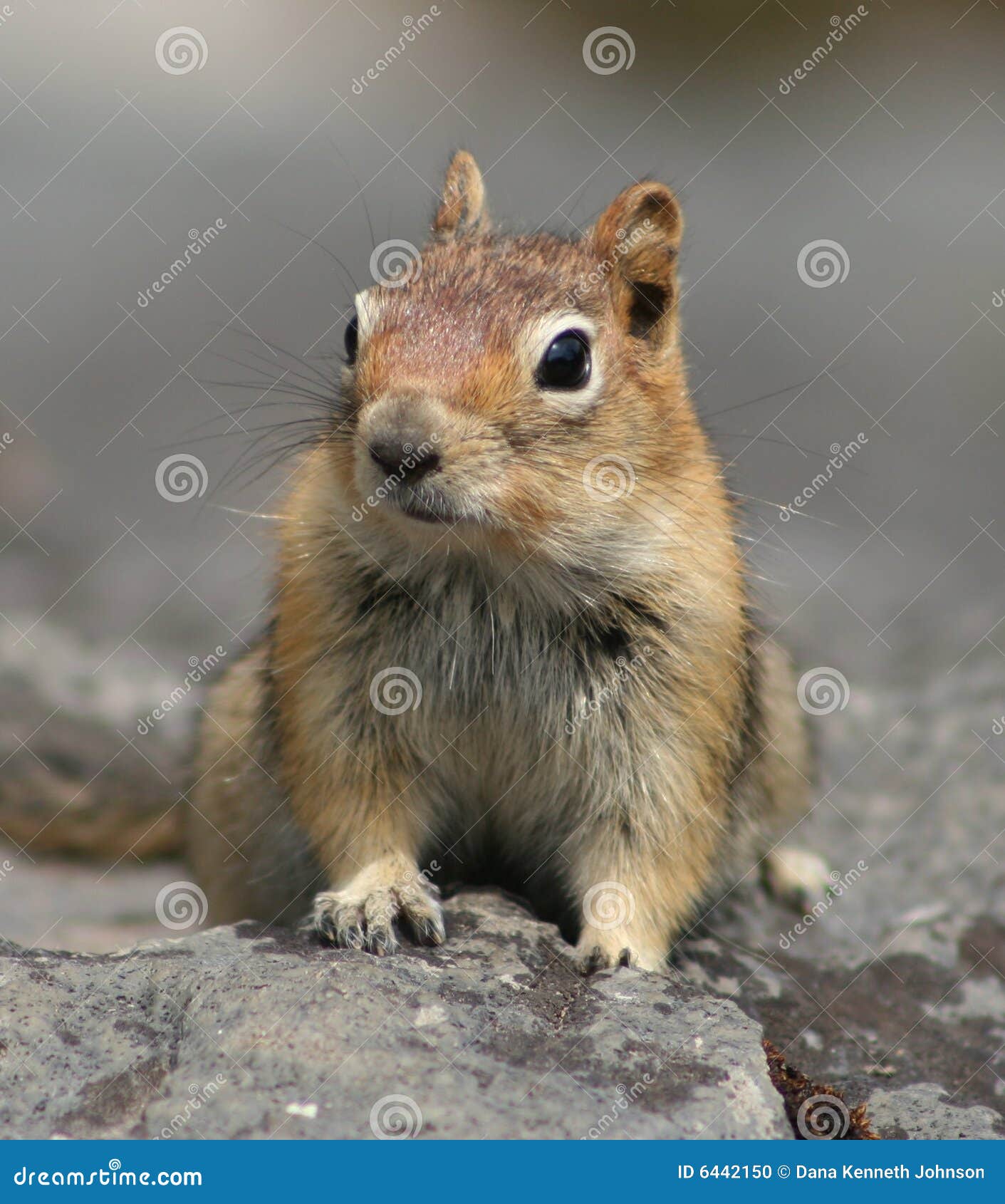 Golden-mantled Ground Squirrel Stock Photo - Image of adorable, parks ...