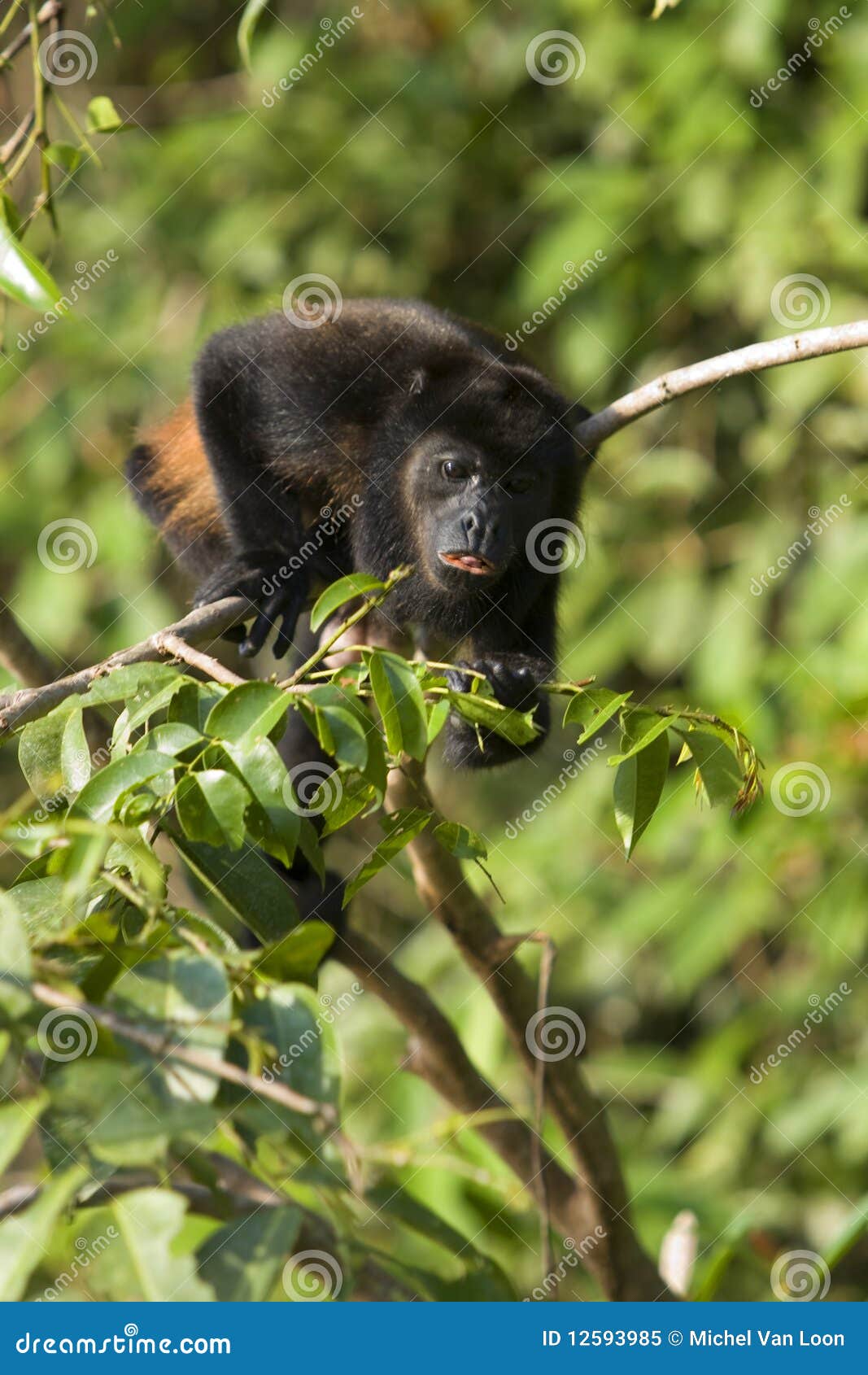 Golden-mantled Howling Monkey Stock Image - Image of jungle, tiny: 12593985