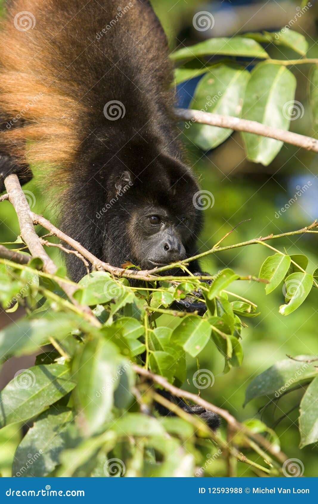 Golden-mantled Howling Monkey Stock Photo - Image of rica, climbing ...