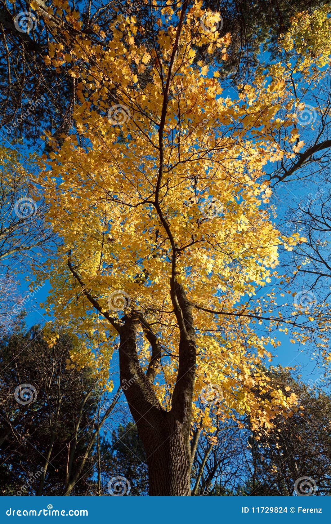 Golden maple stock photo. Image of maple, sunlight, foliag - 11729824